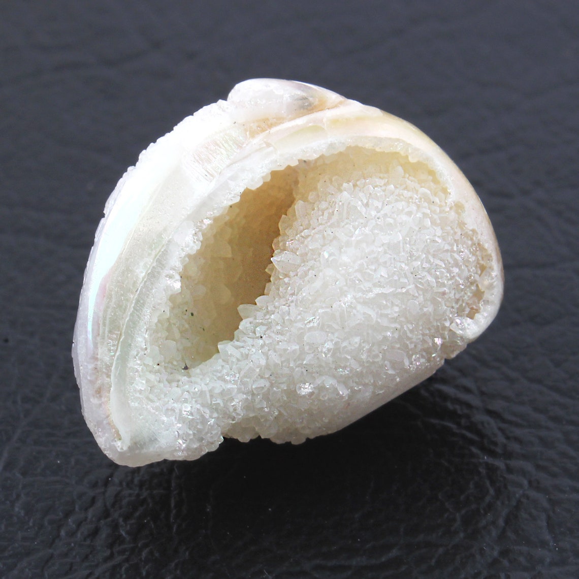 Real Shells Coated Shell Druzy Sea Shells Shells DIY Shell - Etsy