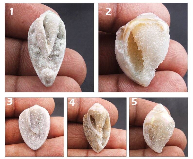 Real Shells Coated Shell Druzy Sea Shells Shells DIY Shell - Etsy