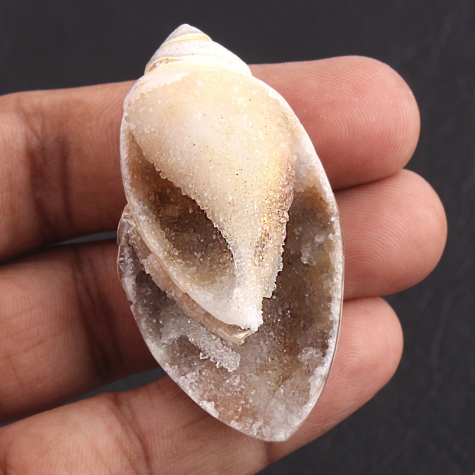 28mm To 47mm Shell DIY Shell Pendant Sea Shells Natural | Etsy