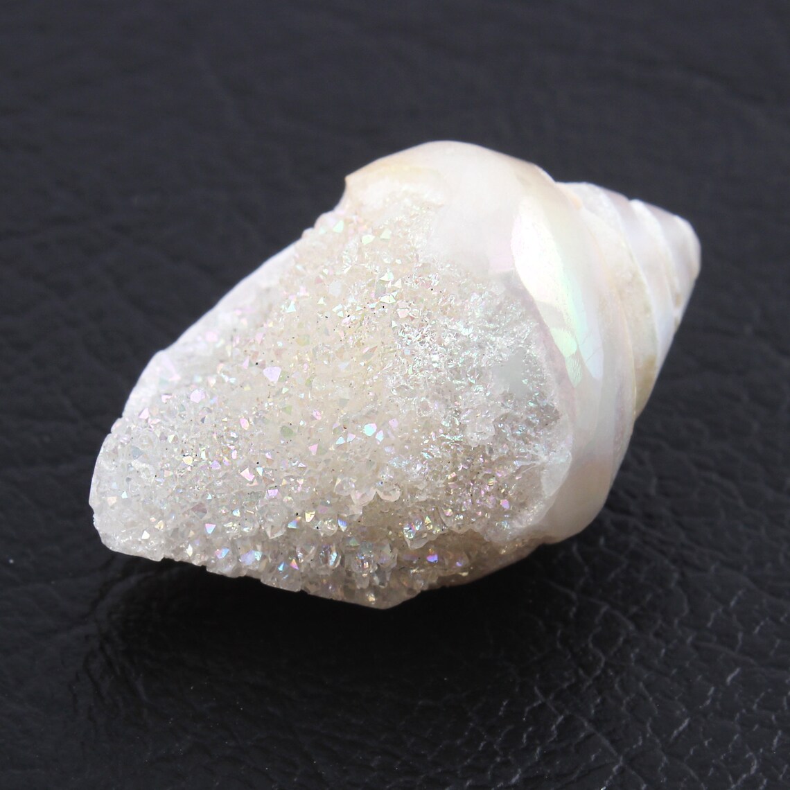 Real Shells Coated Shell Druzy Sea Shells Shells DIY Shell - Etsy