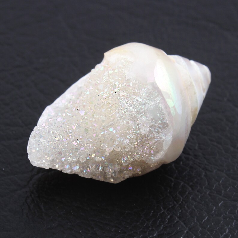 Real Shells Coated Shell Druzy Sea Shells Shells DIY Shell - Etsy