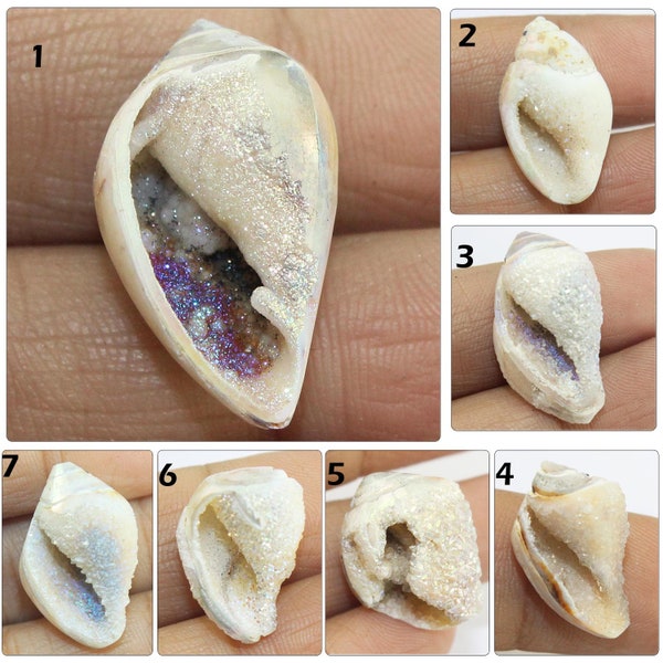 Rainbow Shell - Etsy