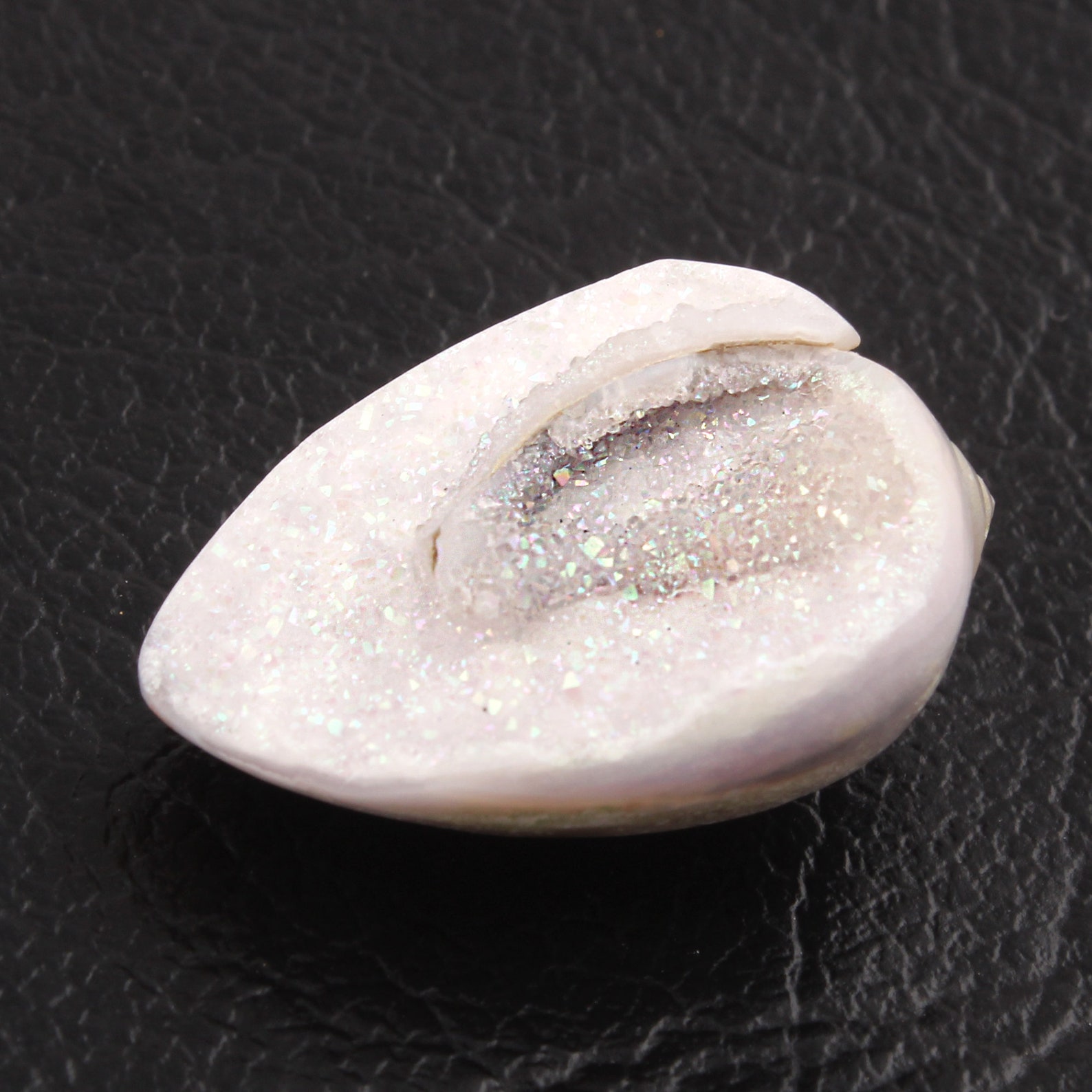 Real Shells Coated Shell Druzy Sea Shells Shells DIY Shell - Etsy