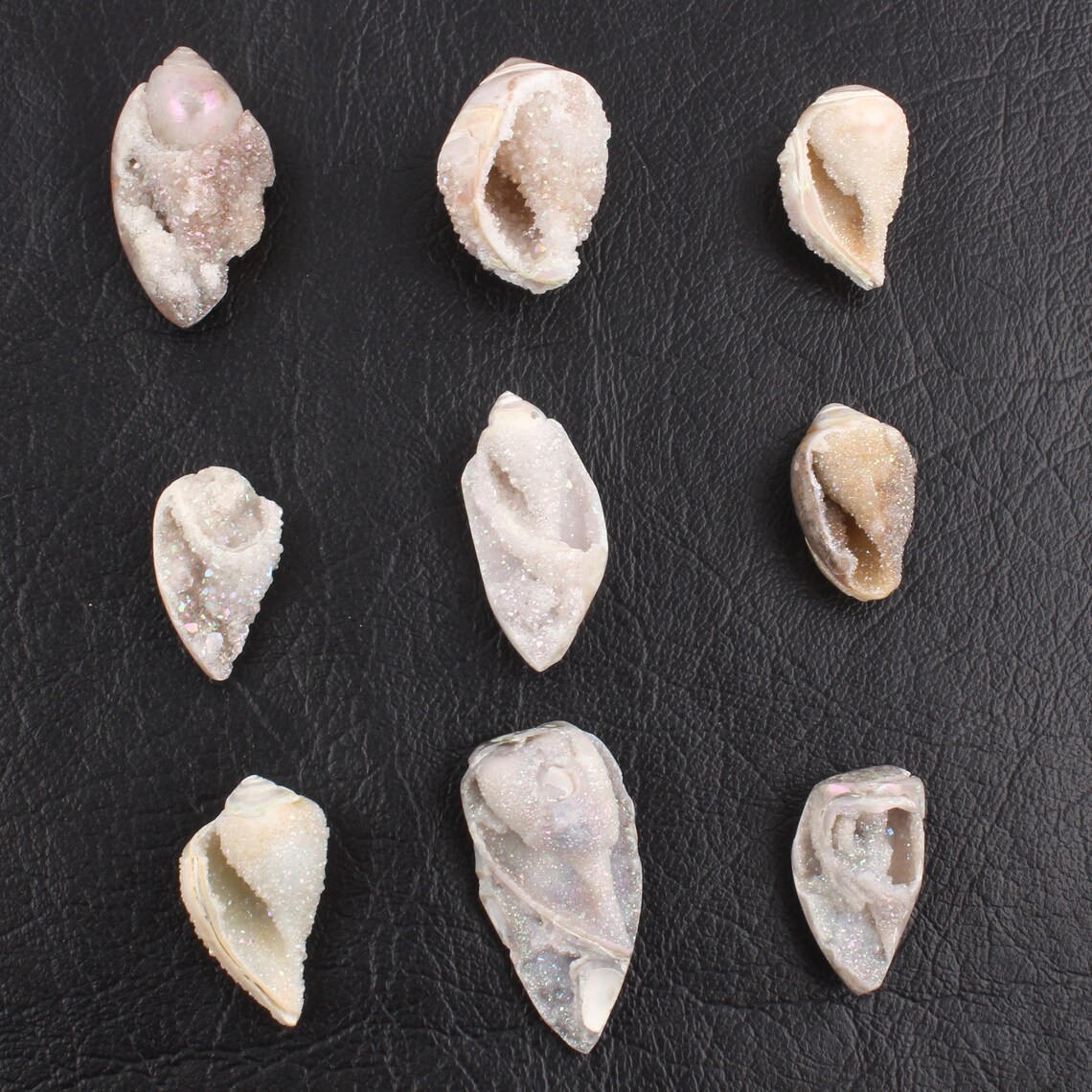 Real Shells Coated Shell Druzy Sea Shells Shells DIY Shell - Etsy