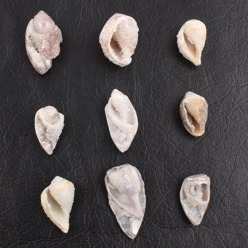 Real Shells Coated Shell Druzy Sea Shells Shells DIY Shell - Etsy