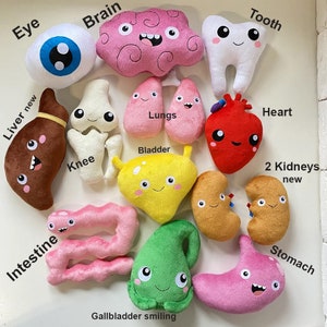 Internal Organs, Human Organs, Organs, Liver, Kidneys, Gallbladder ...