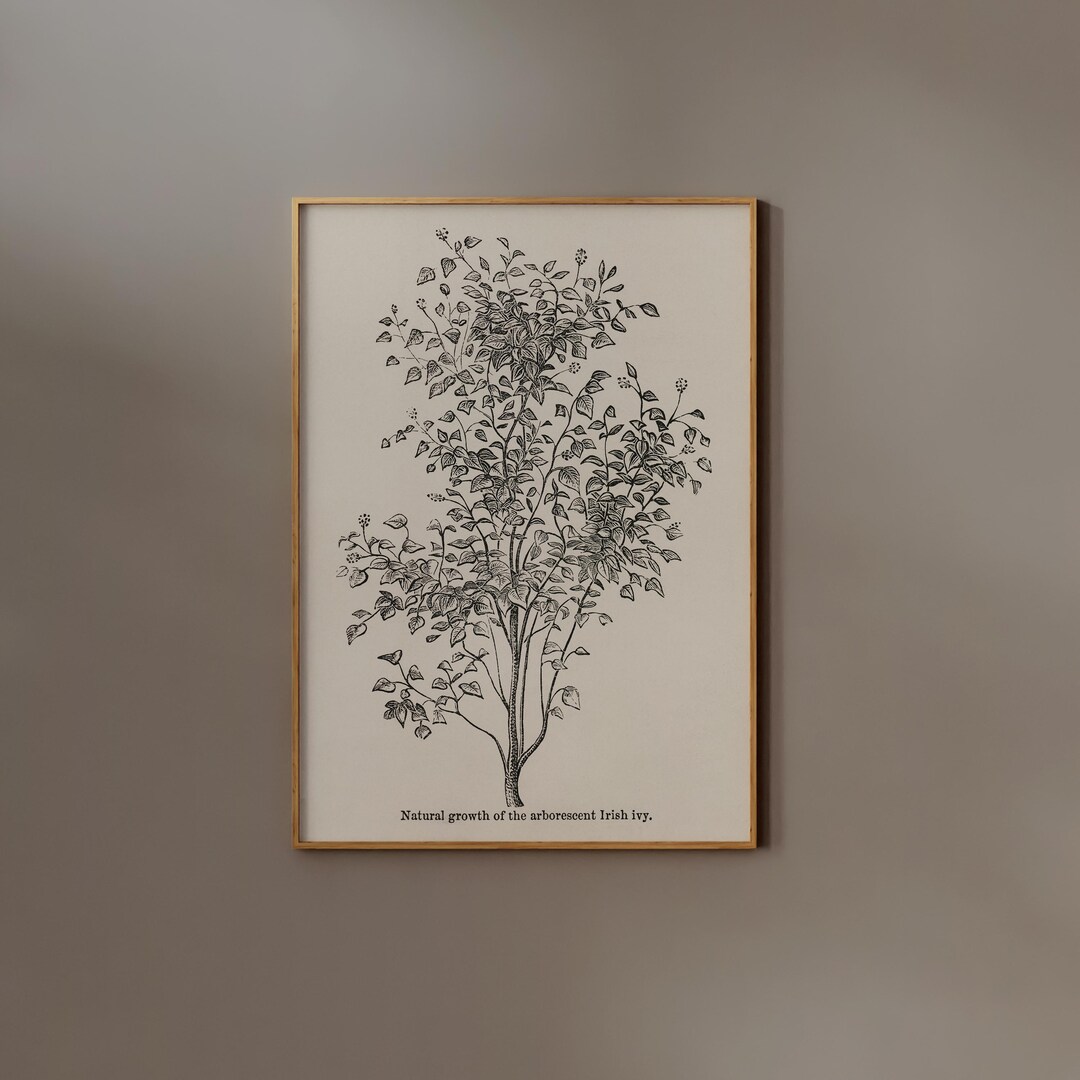 Vintage Botanical Irish Ivy Print – Plant Illustration, Black White ...