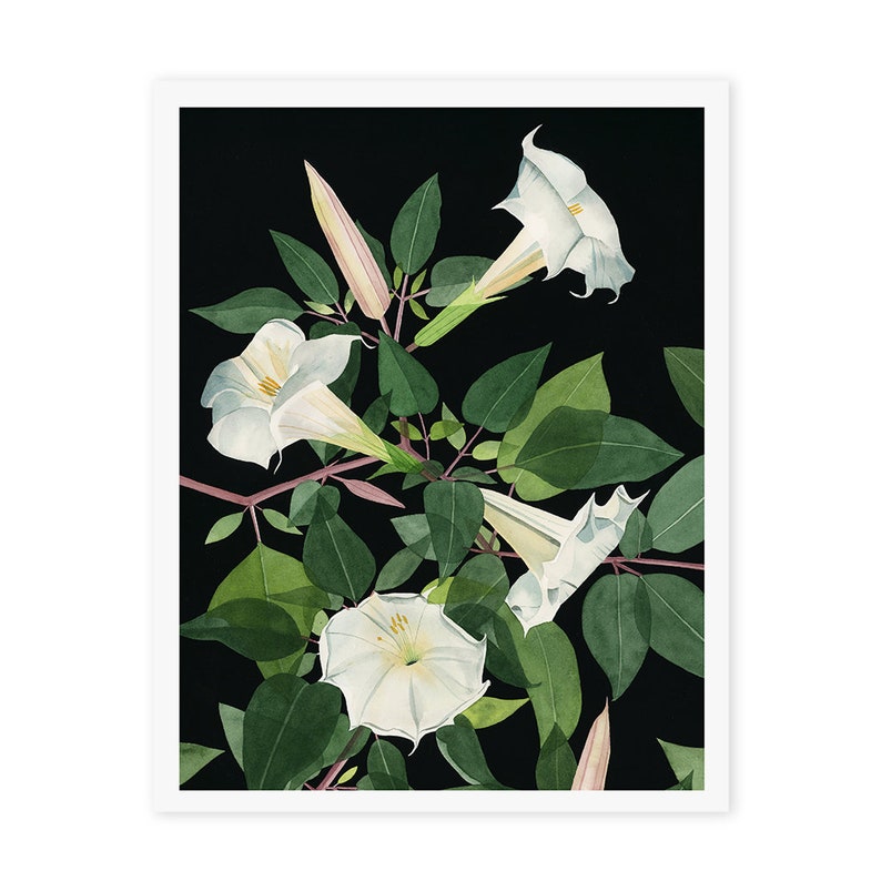 Moonflowers Watercolor Giclee Art Print | Etsy