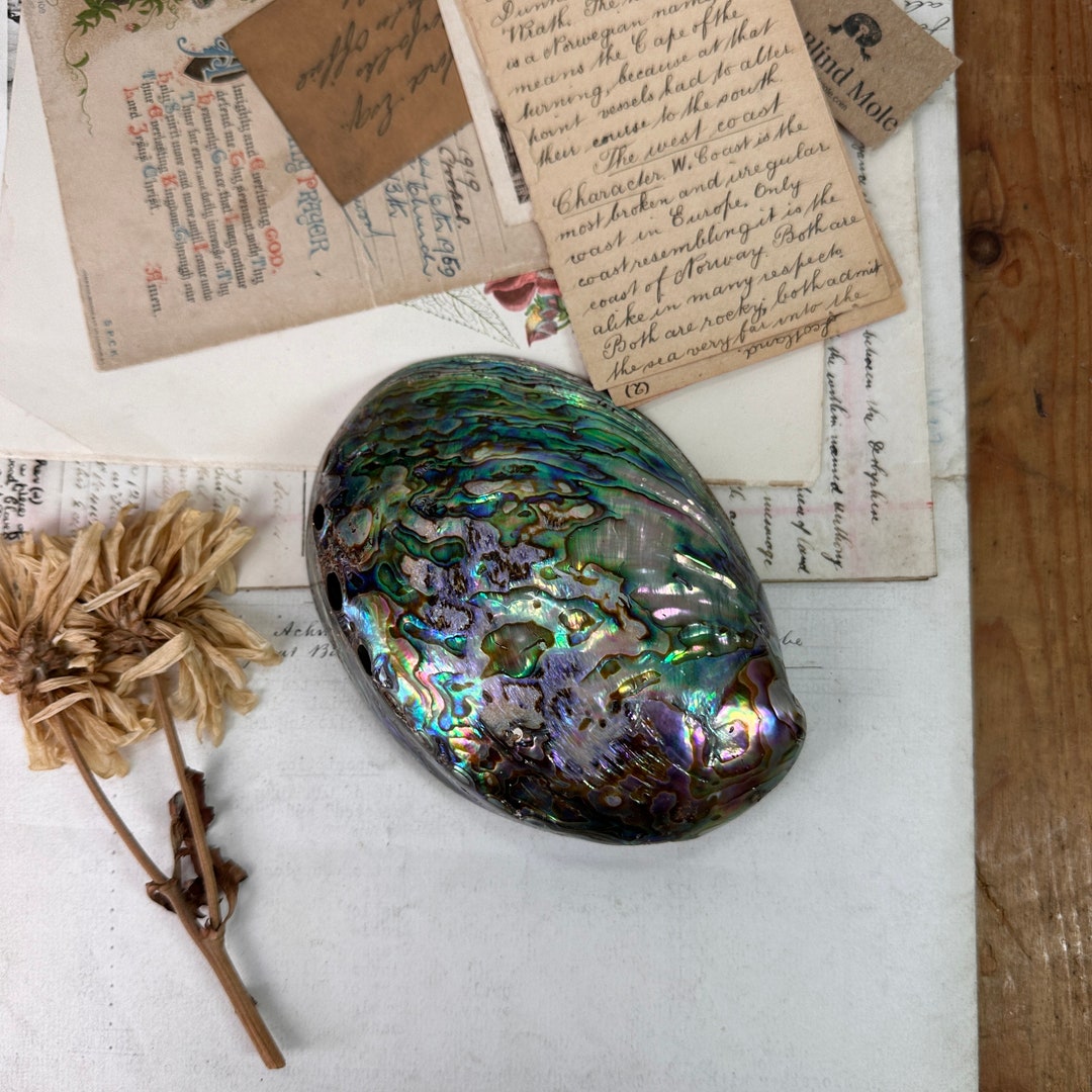 Pearlized Abalone Rainbow Seashell - Etsy