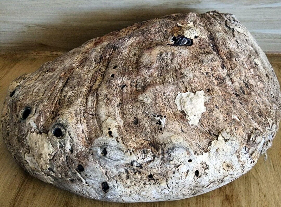 Vintage Abalone Sea Shell Beautiful Natural Over 8" See Pic. Nautical ...