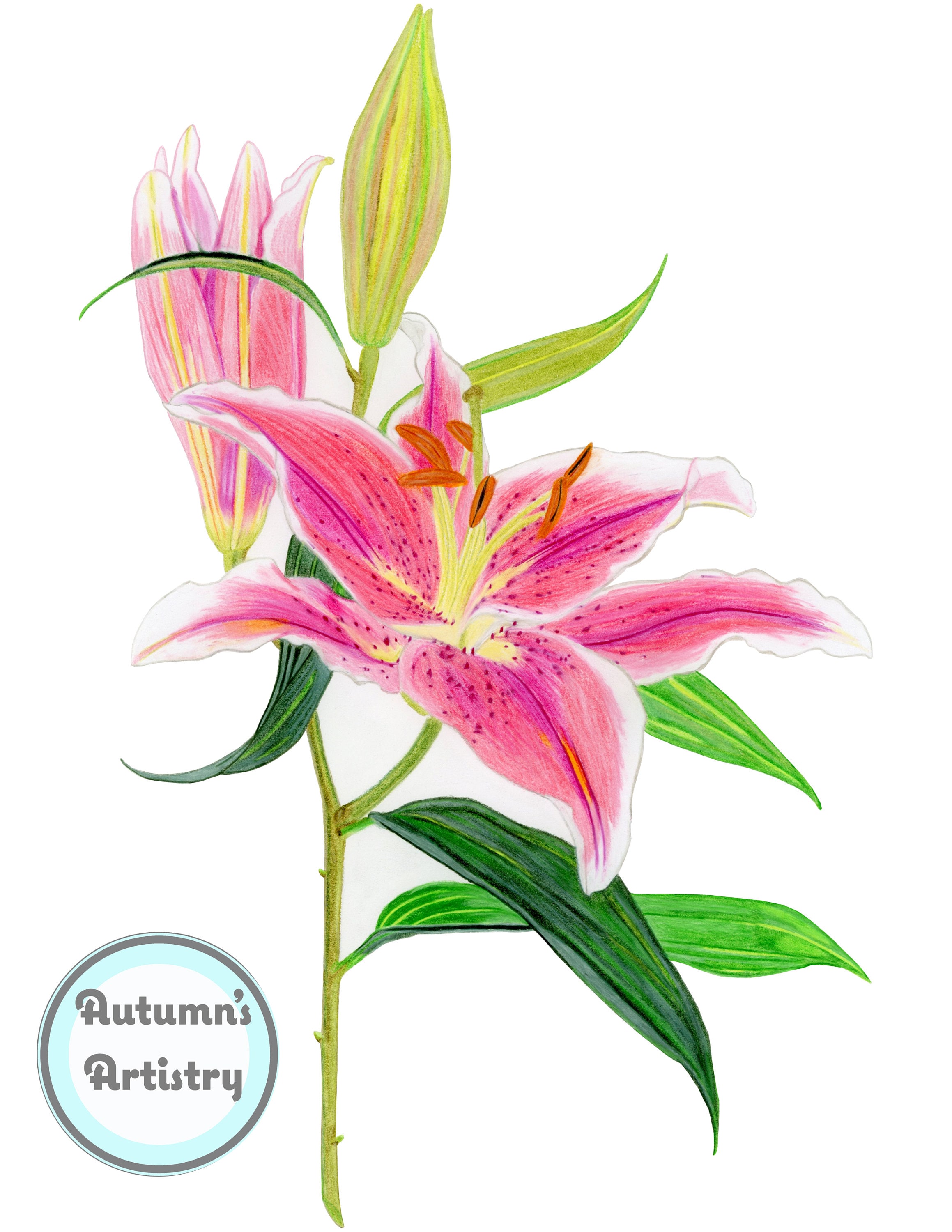 Drawing Print Stargazer Lily - Etsy