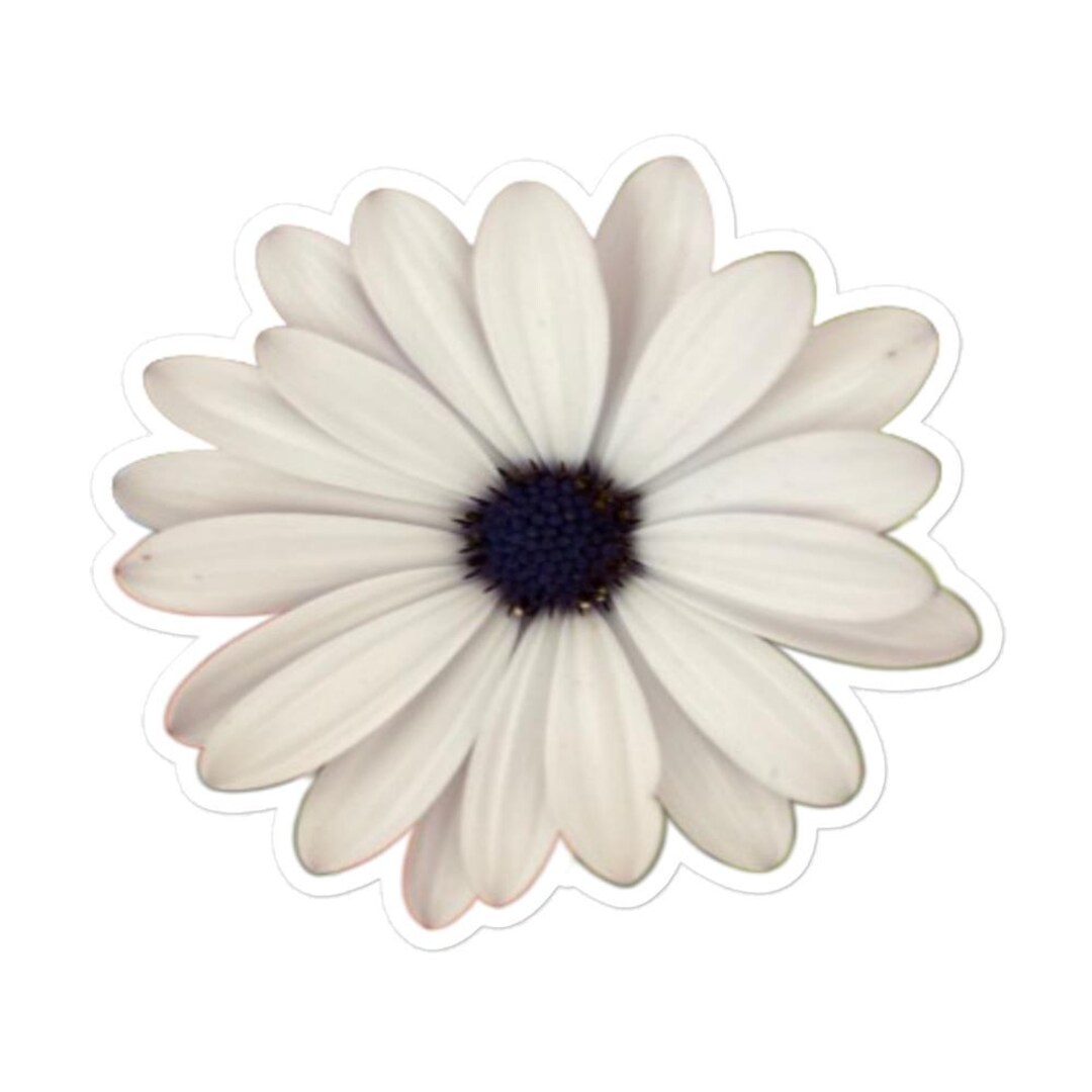 White Daisy Flower Sticker With White Border | 3” Floral Sticker | Real ...