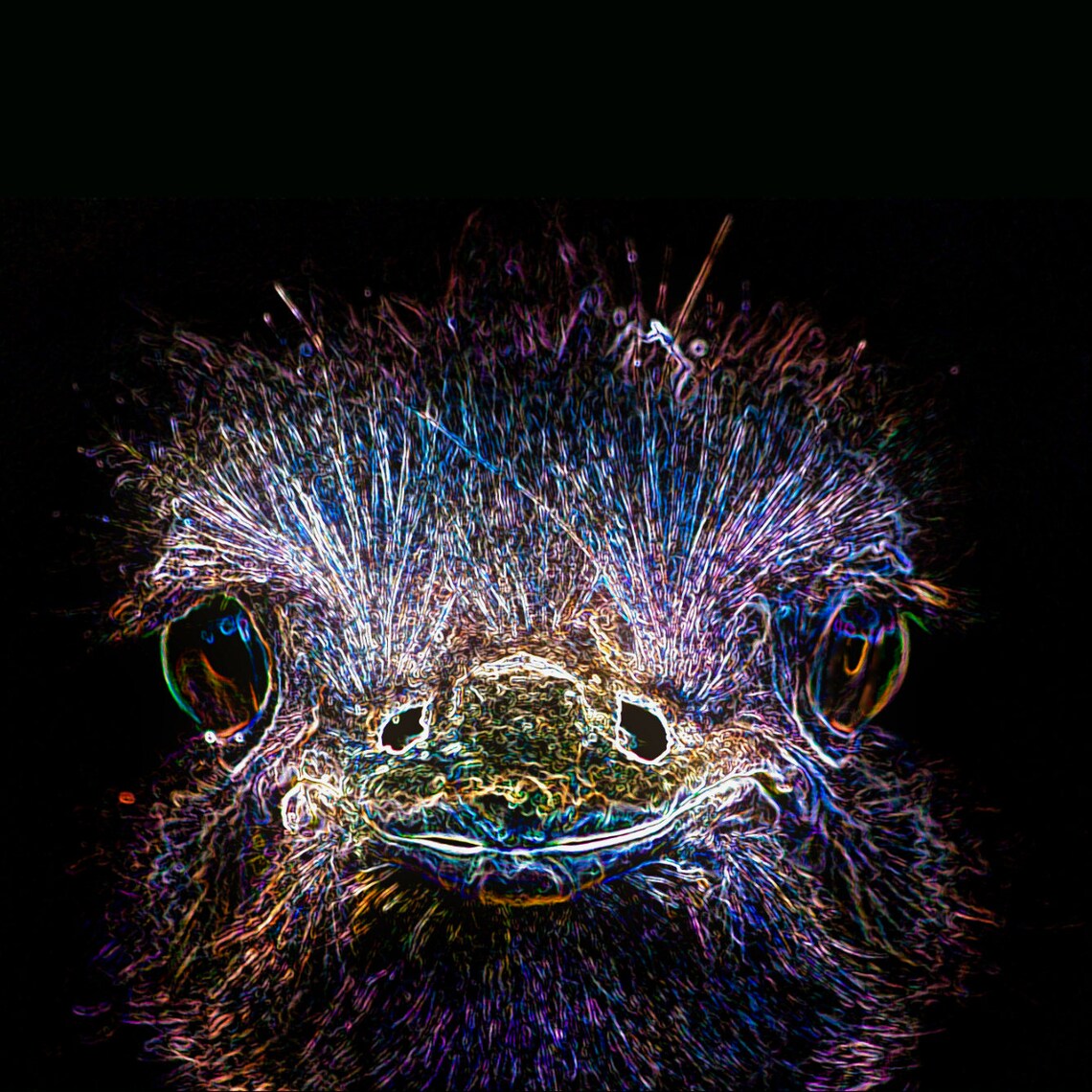 Neon Poster Moderne Vogel Deko StraußEntzug Straußenkunst | Etsy