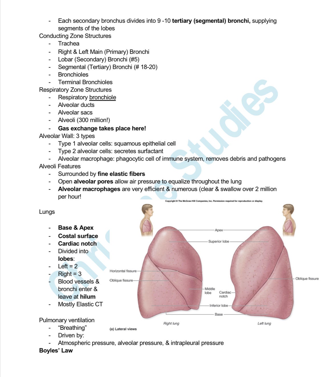 Respiratory System Study Guide - Etsy