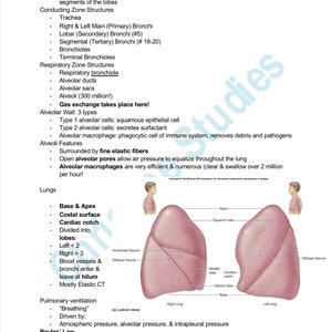 Respiratory System Study Guide - Etsy