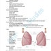 Respiratory System Study Guide - Etsy