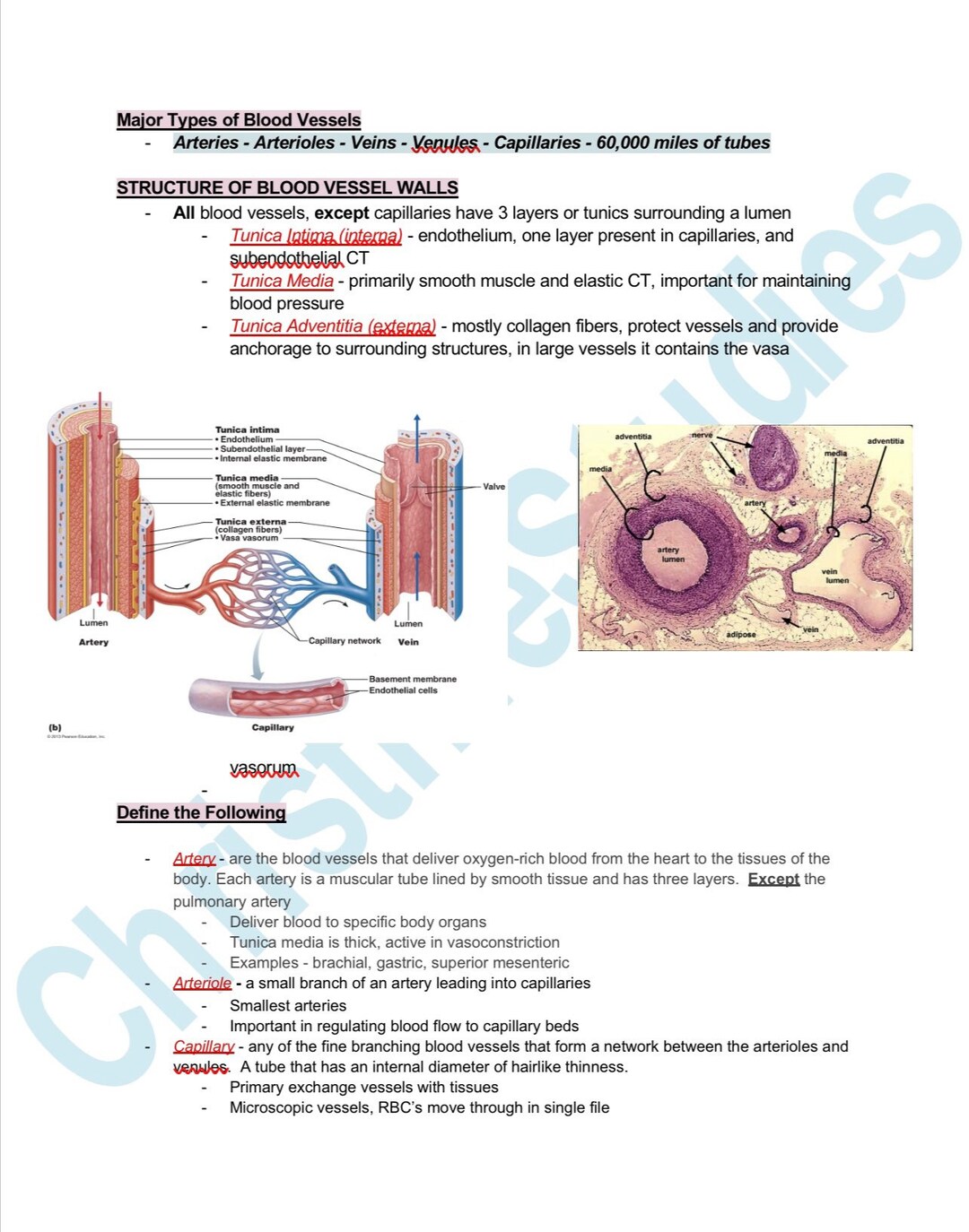 Blood Vessels Study Guide - Etsy