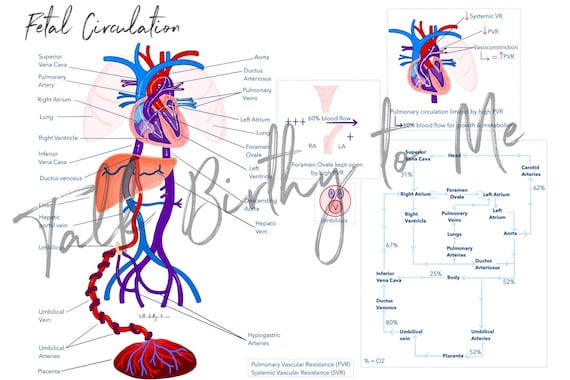Fetal Circulation Pathway List
