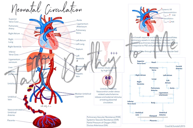 Neonatal Circulation - Etsy
