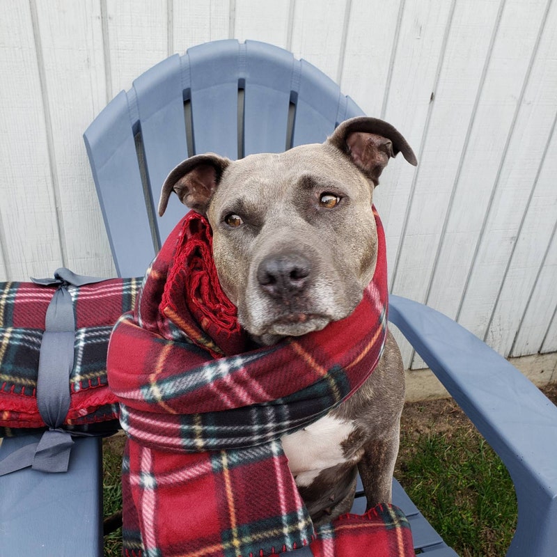Three Pet Blanket - Etsy