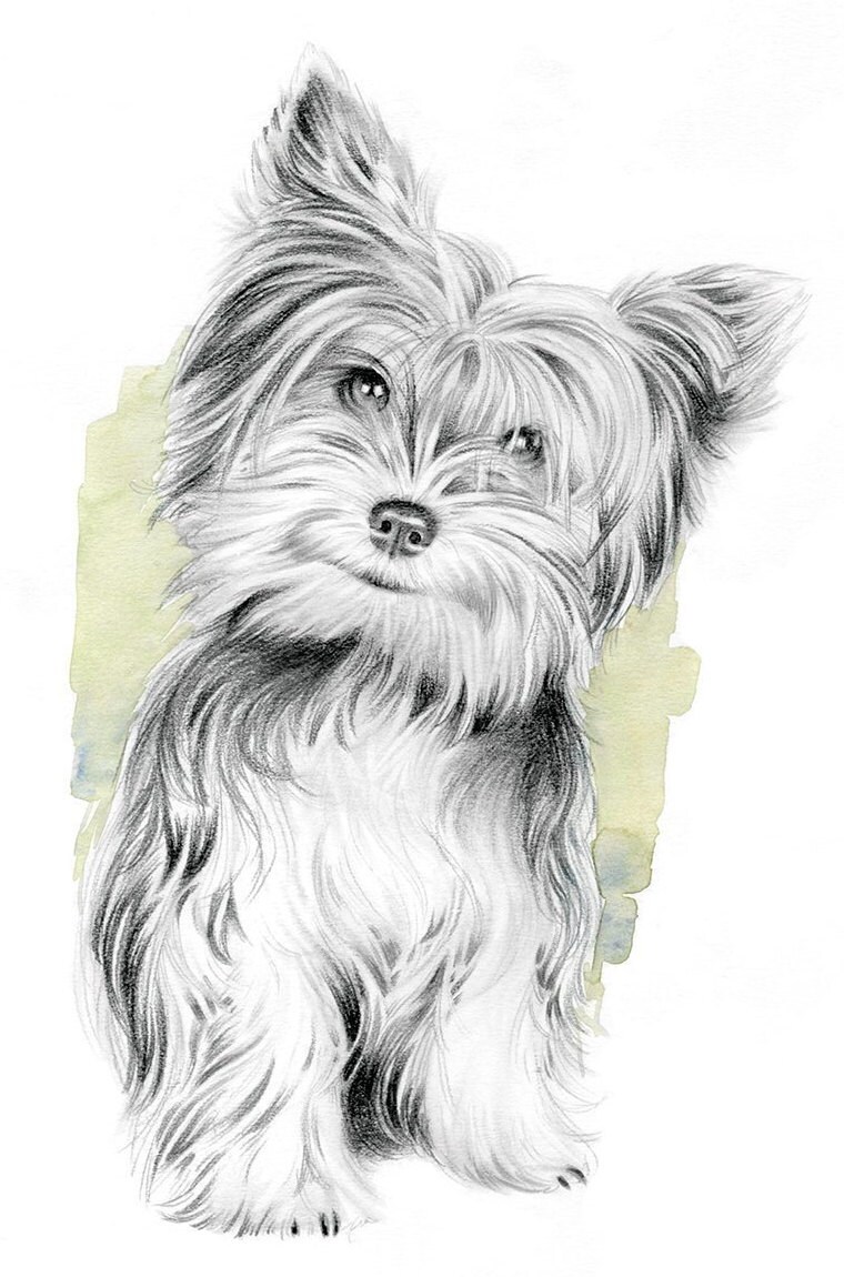 Commission Pencil Drawing of Pet, Custom Portrait of Pet From ...