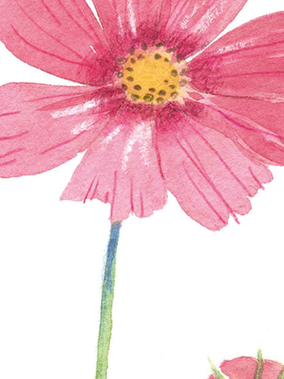 Wild Cosmos Flower in Vase Print, Watercolor Illustration, Botanical ...