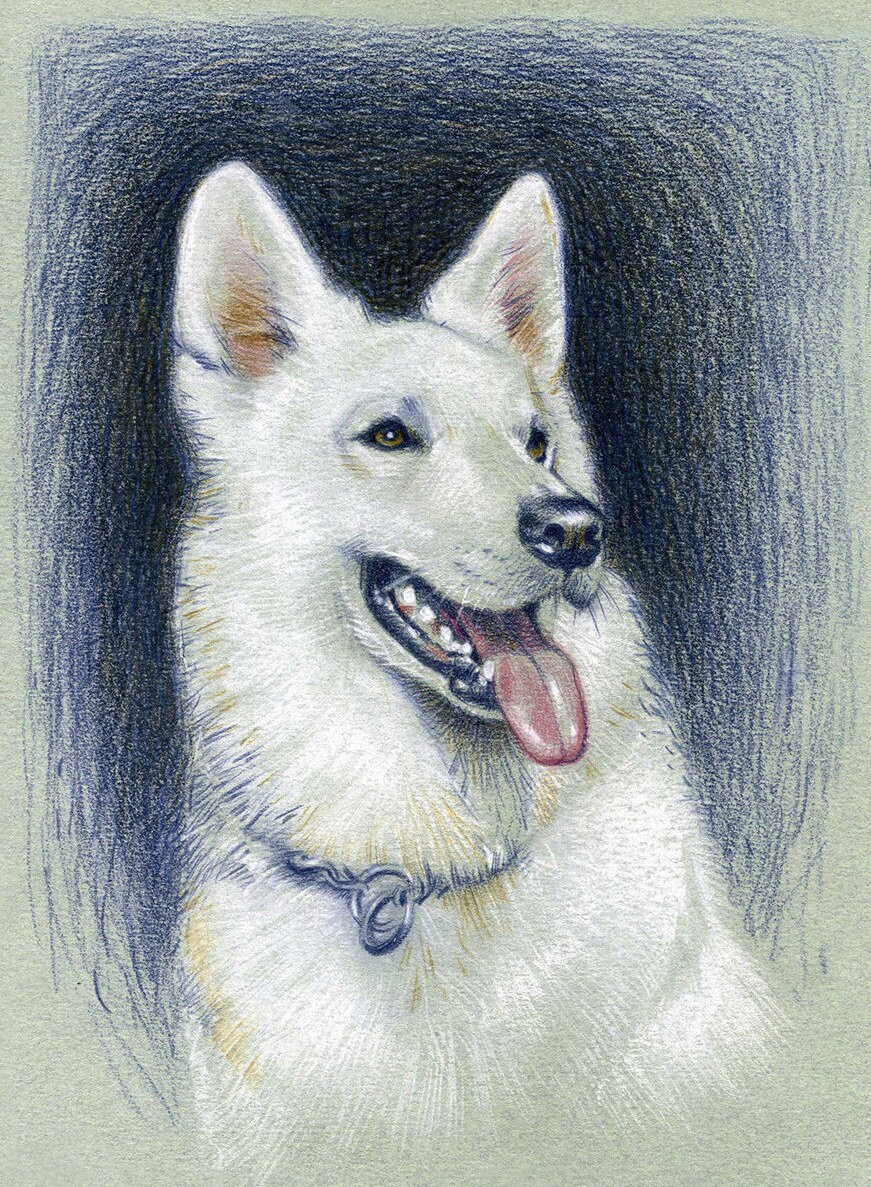Custom Drawing of Pet Made With Colored Pencils Handmade Pet - Etsy