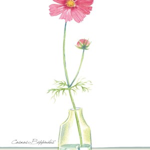 Wild Cosmos Flower in Vase Print, Watercolor Illustration, Botanical ...