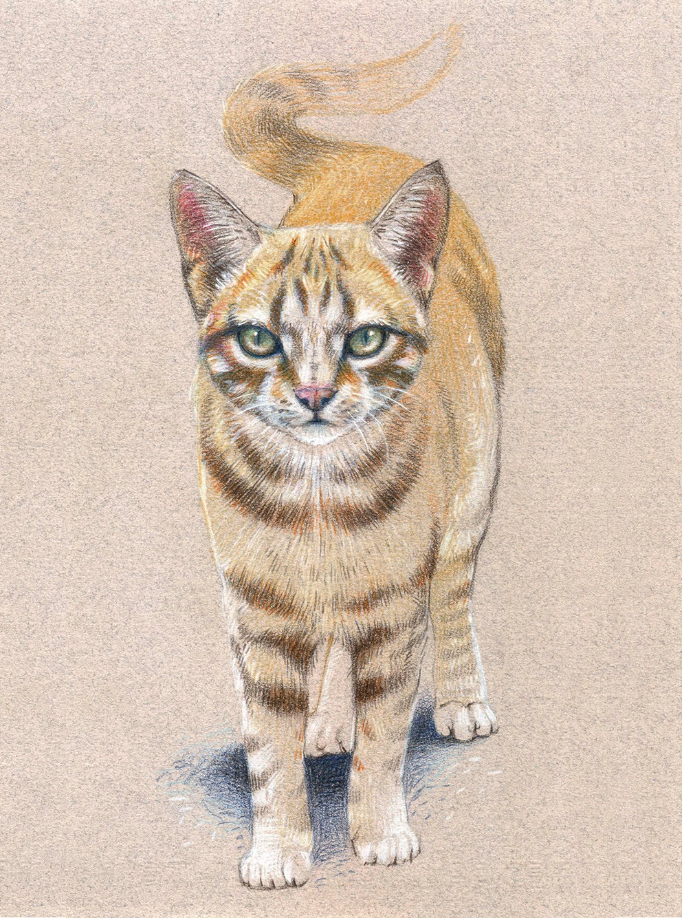 Custom Drawing of Pet Made With Colored Pencils Handmade Pet - Etsy