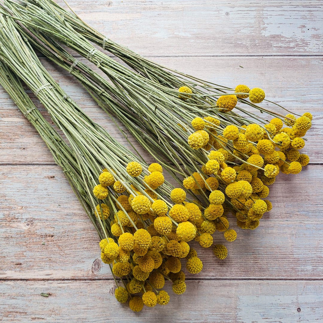 Dried Craspedia, 25-30 Stems Billy Balls, Farm Grown Dried Flowers - Etsy