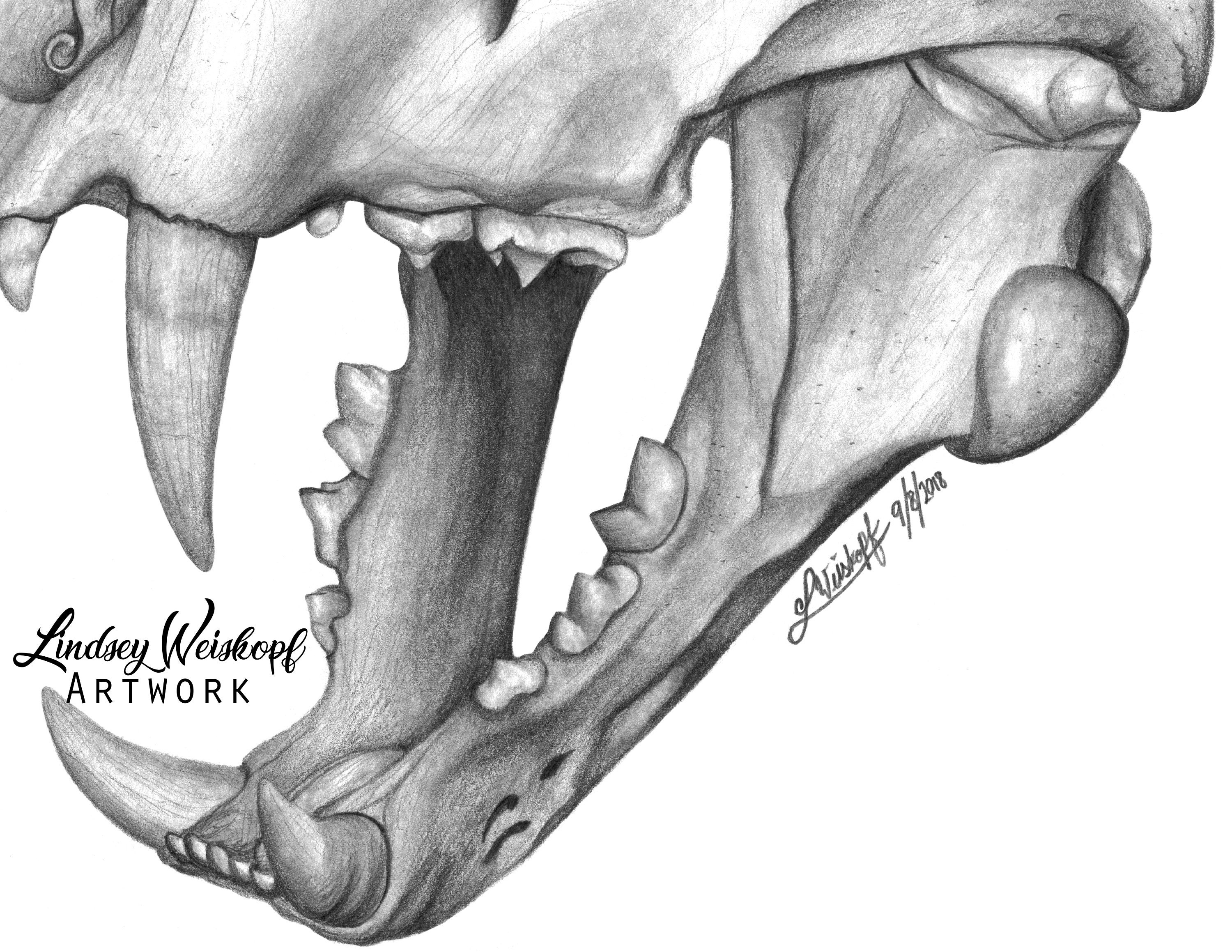 PRINT Pencil Drawing Tiger Skull Drawing Illustration - Etsy