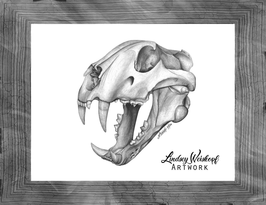 PRINT - Pencil Drawing - Tiger Skull - Drawing Illustration Art Big Cat ...