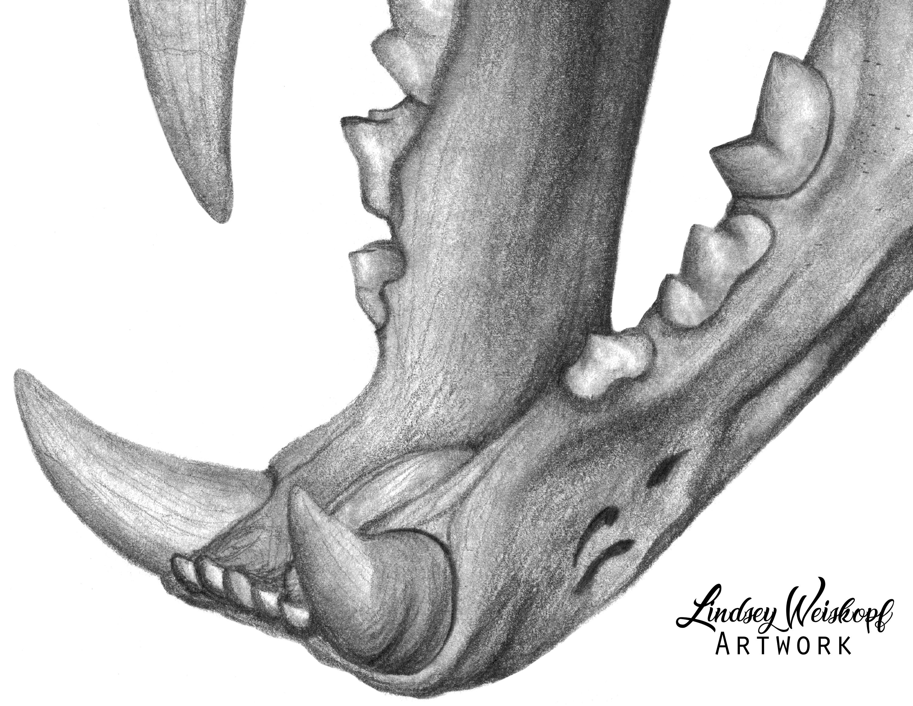 PRINT Pencil Drawing Tiger Skull Drawing Illustration | Etsy