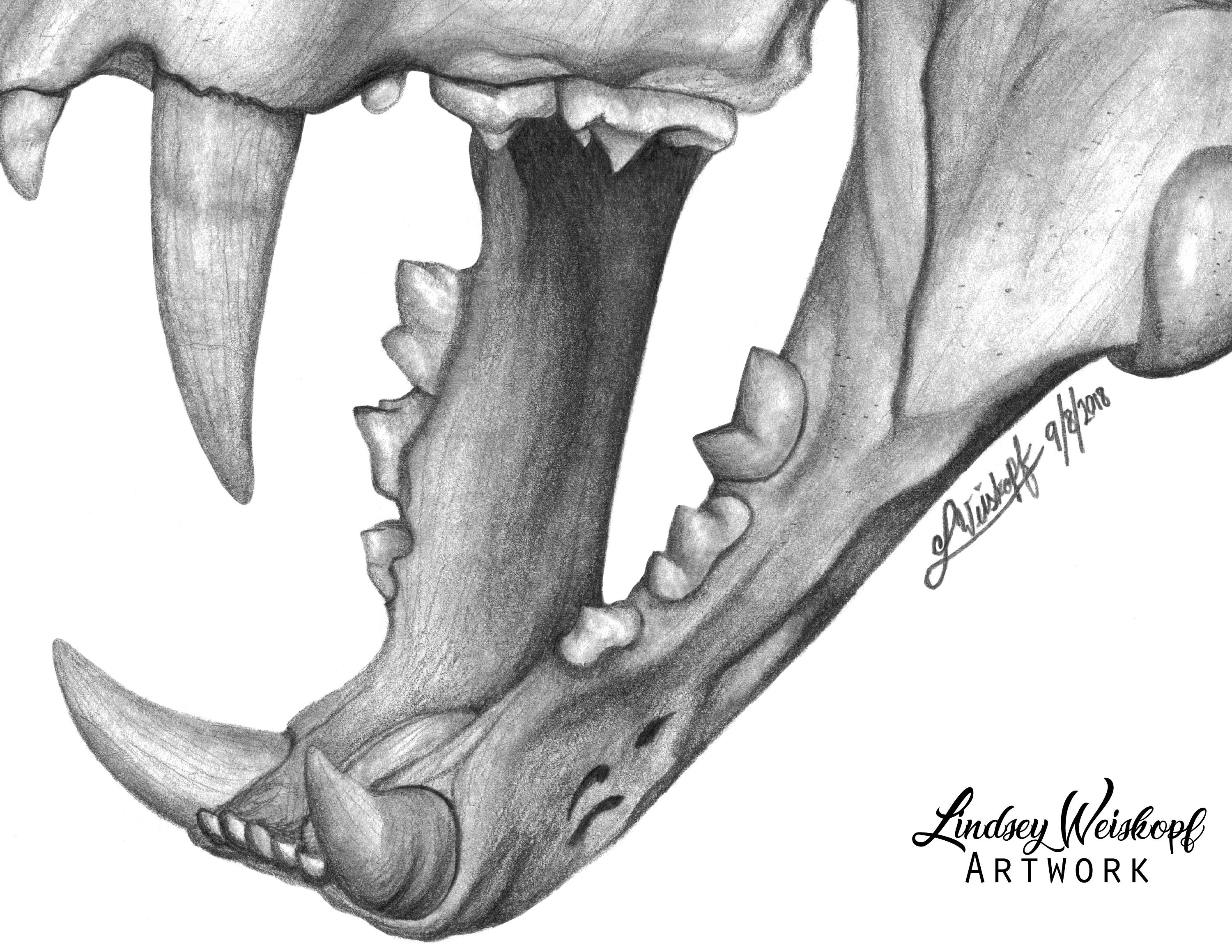 PRINT Pencil Drawing Tiger Skull Drawing Illustration | Etsy