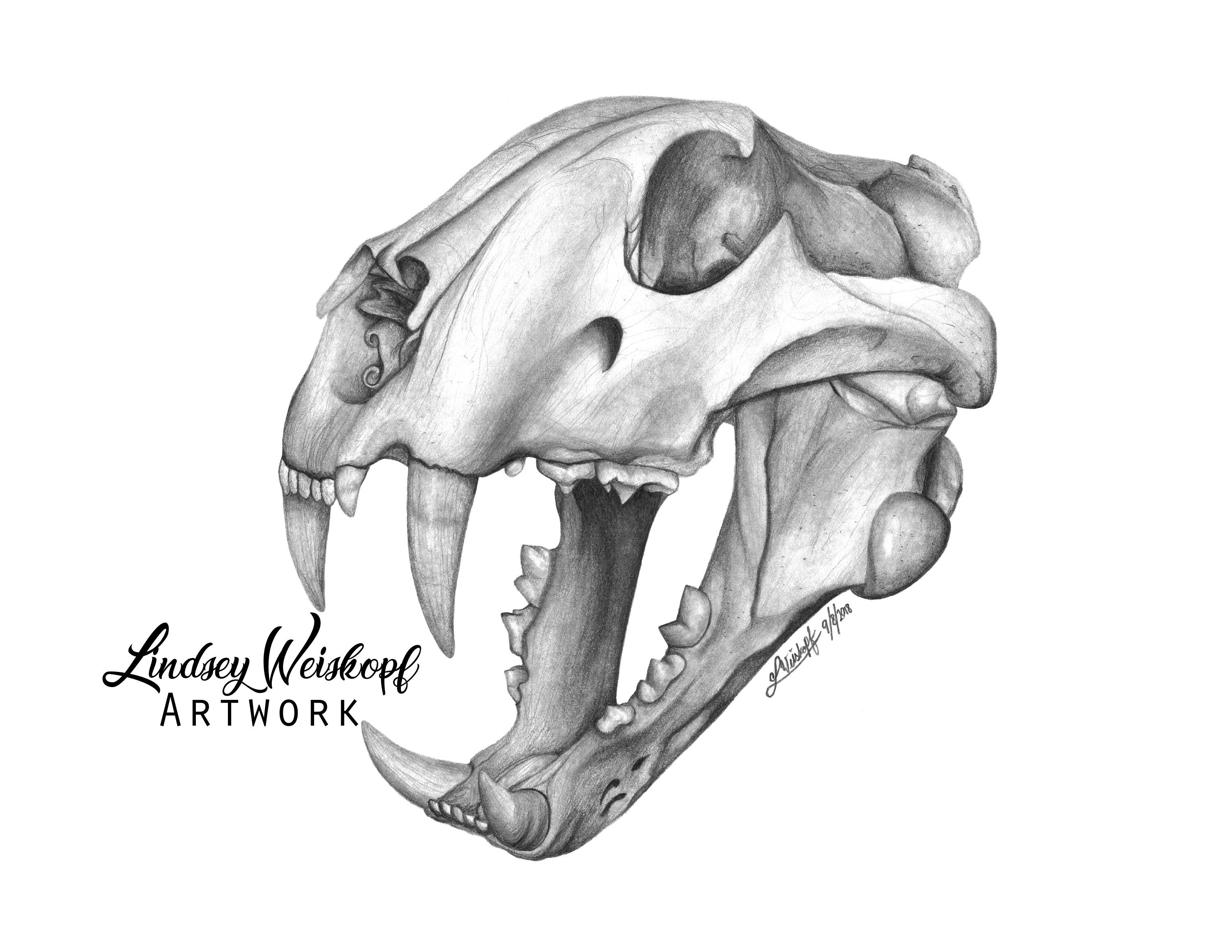 PRINT Pencil Drawing Tiger Skull Drawing Illustration | Etsy
