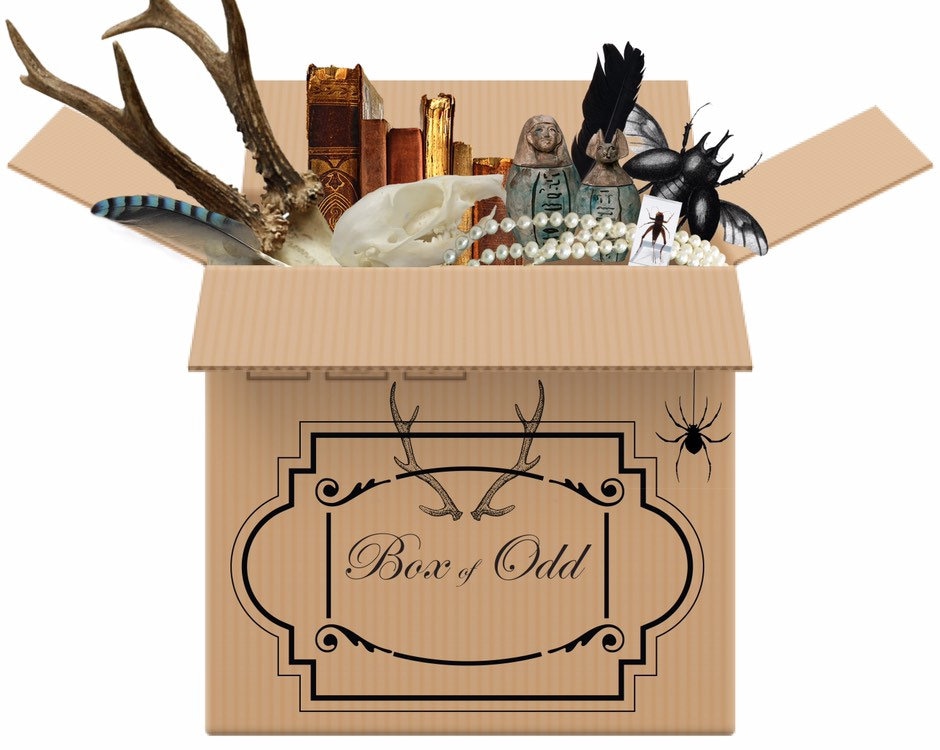 Small Box of Odd - Etsy