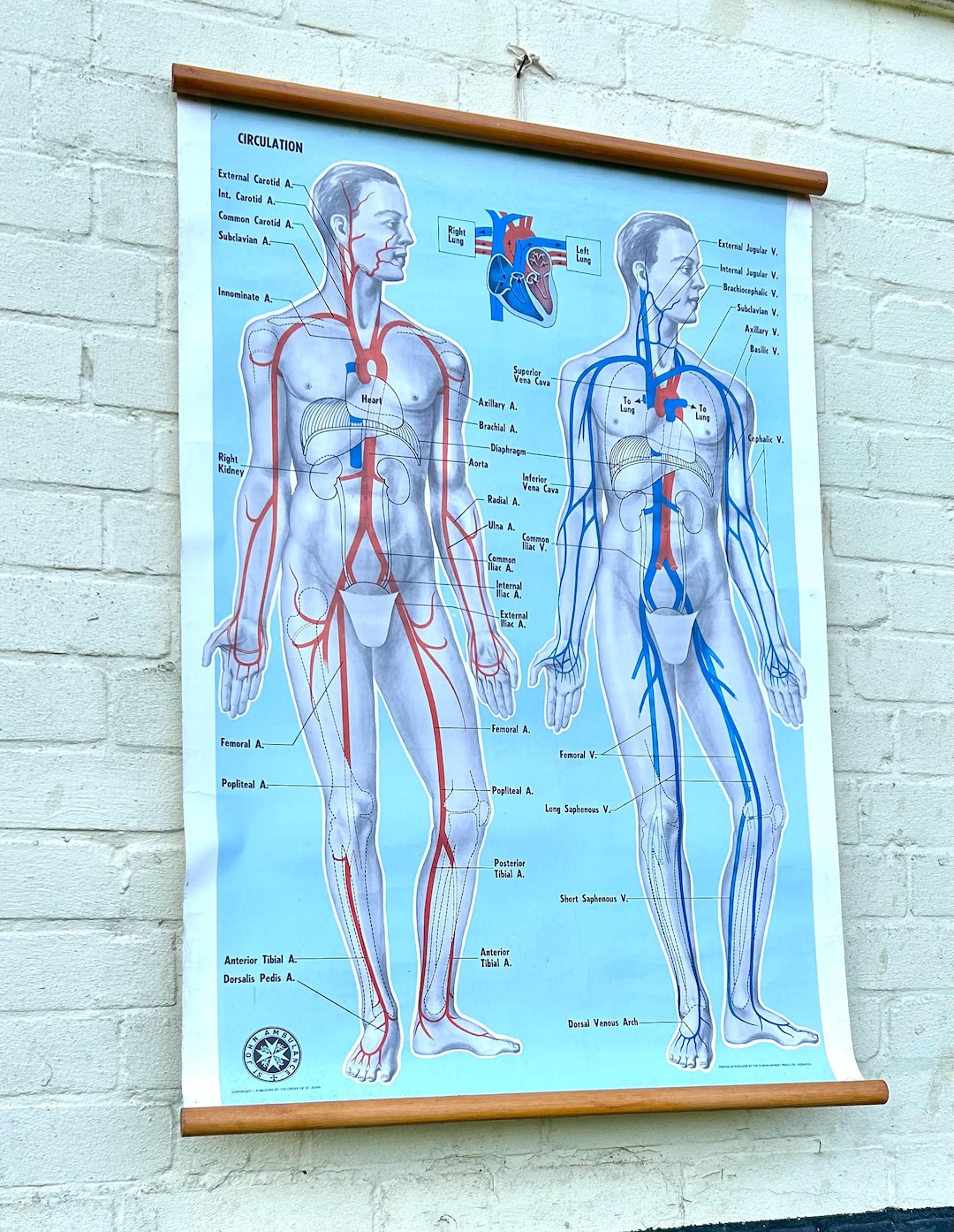 St John's Ambulance Large Blood Circulation Anatomical Medical Chart ...