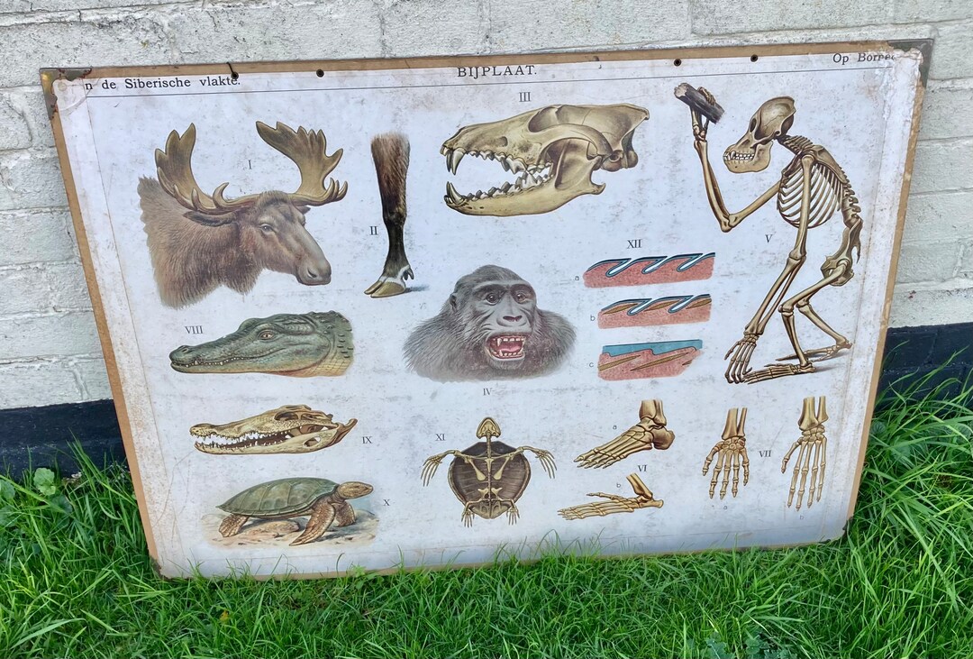 Animal Anatomical Chart Poster Macabre Wall Art Antique Vintage ...