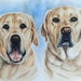 Custom Three Dogs Portrait From Photo Dog Owner Gift Dog Memorial Gift ...