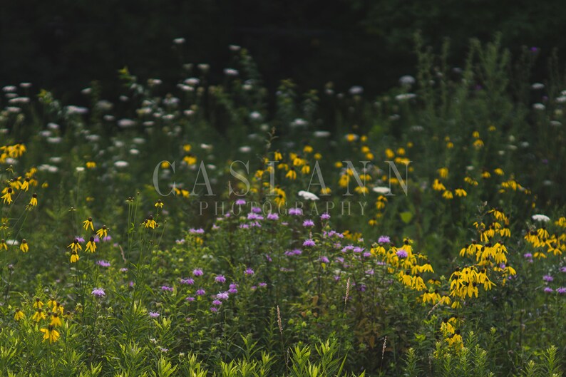 Summer Wildflower Field Digital Photography Backdrop Background Yellow ...