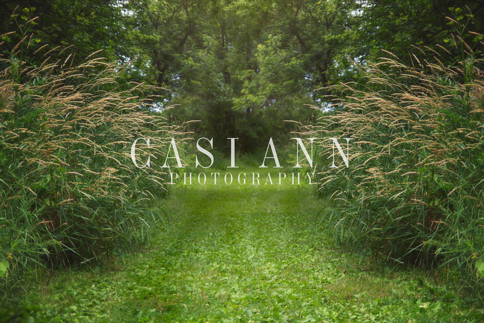 Tall Grass Trail Digital Backdrop Background Summer | Etsy