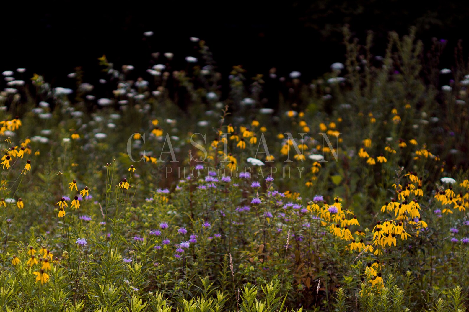 Summer Wildflower Field Digital Photography Backdrop | Etsy