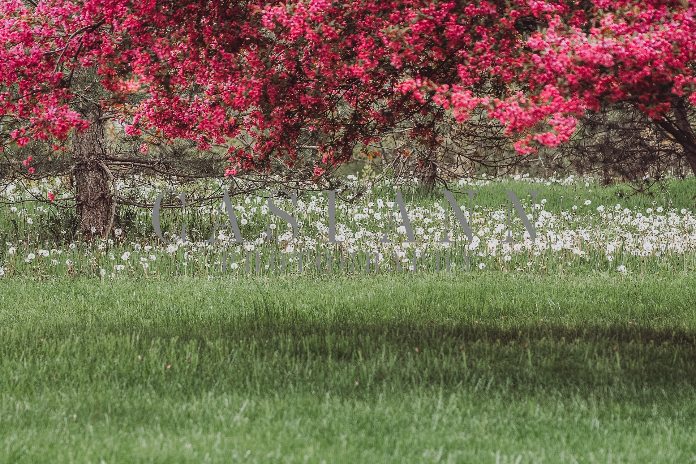 Pink Spring Tree Digital Photography Backdrop Background - Etsy