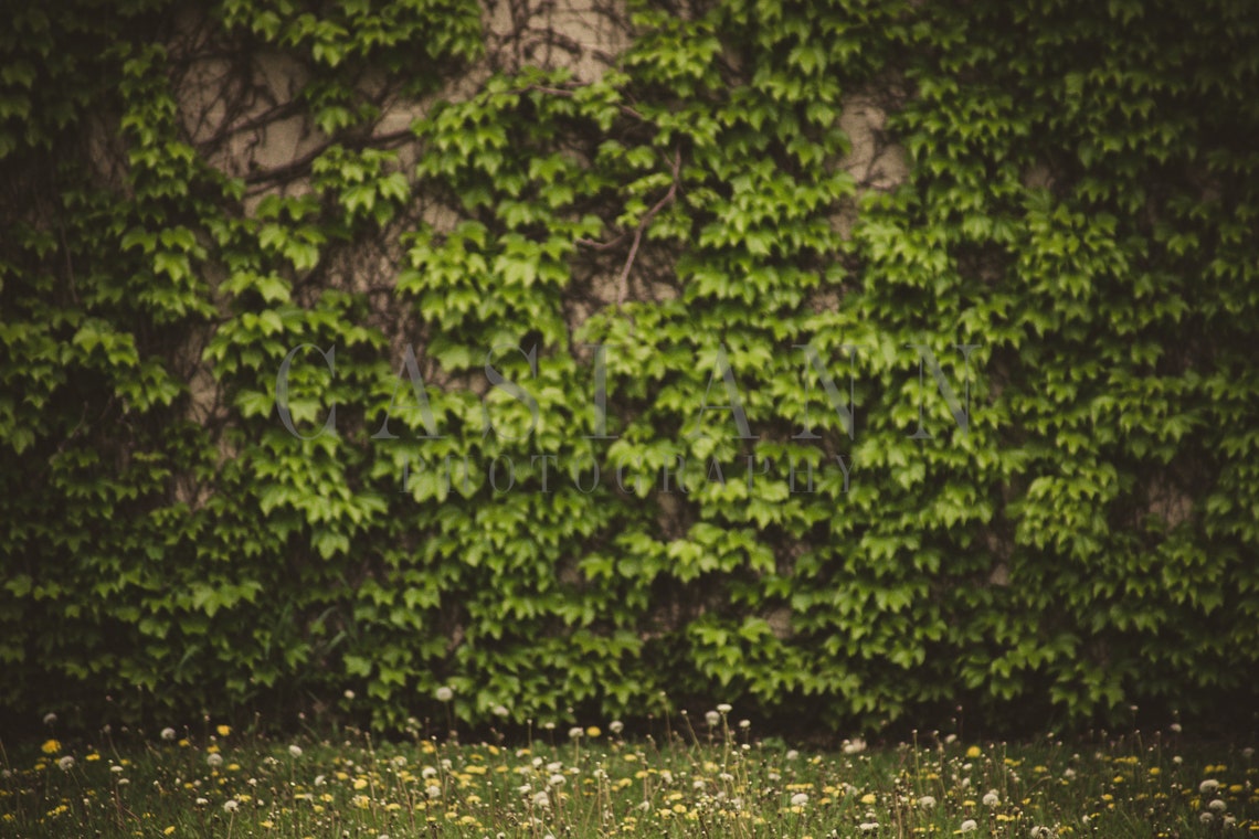 Vines and Dandelions Digital Photography Backdrop Background - Etsy