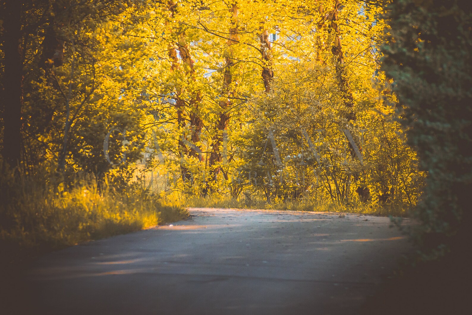 Fall Drive Digital Photography Backdrop | Etsy