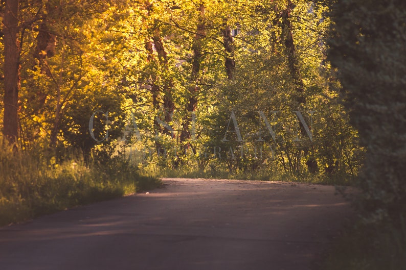 Fall Drive Digital Photography Backdrop - Etsy