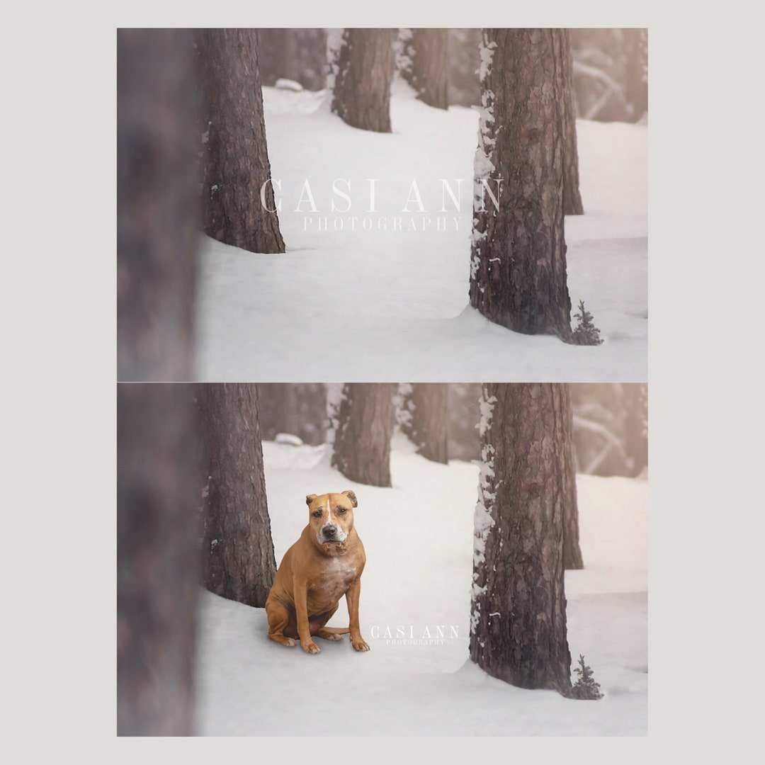 Hazy Snow Forest Digital JPEG Photography Backdrop Background - Winter ...