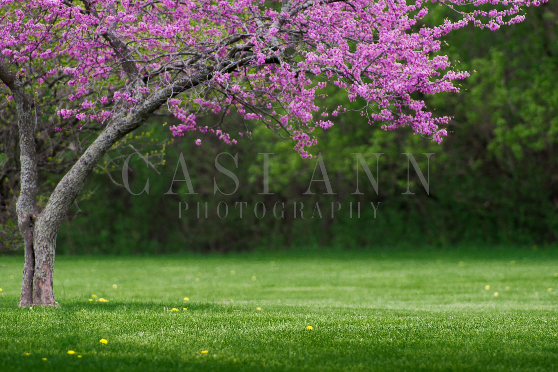 Spring Tree and Dandelions Digital Photography Backdrop | Etsy