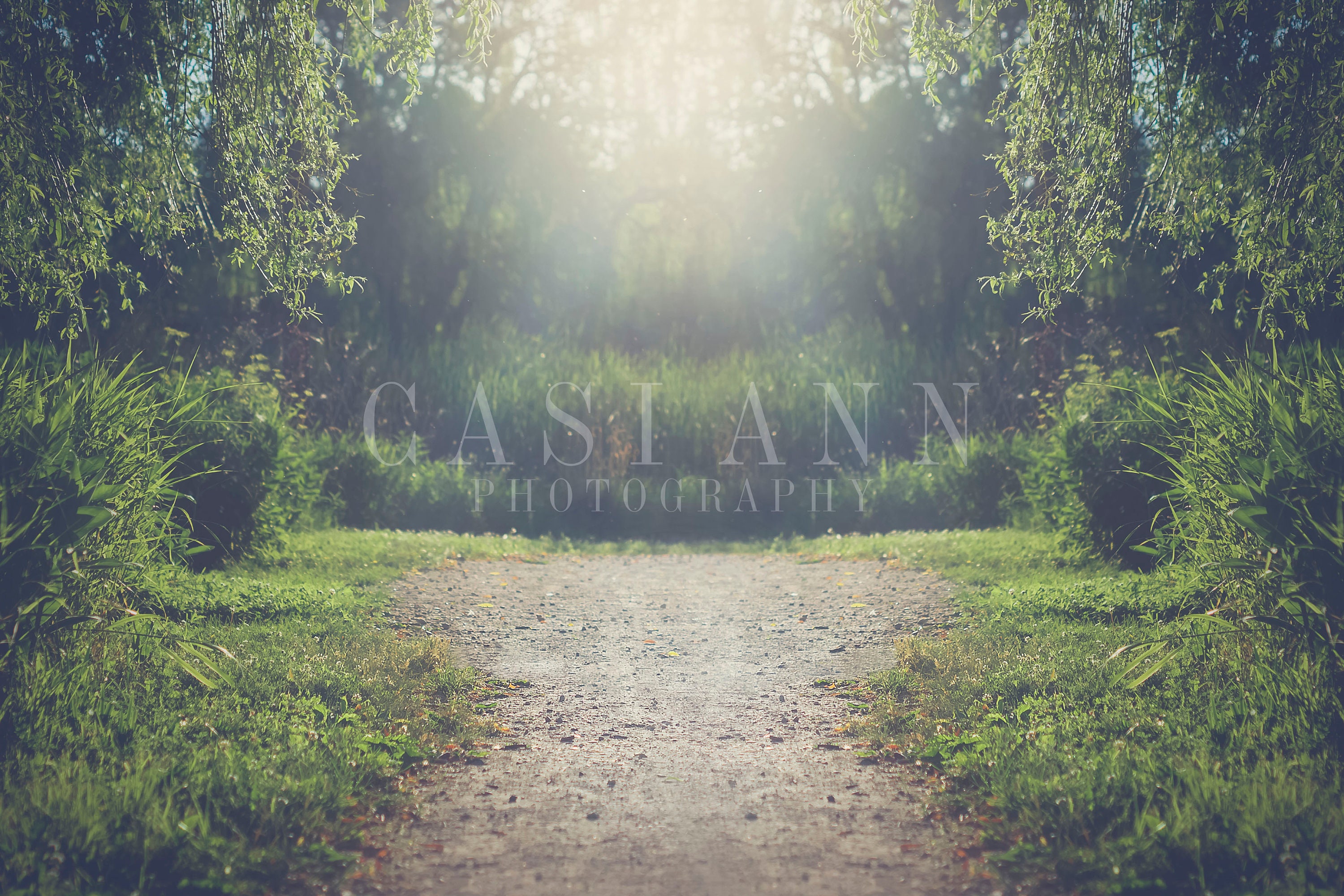 Weeping Willows Gravel Trail Digital Photography Backdrop - Etsy