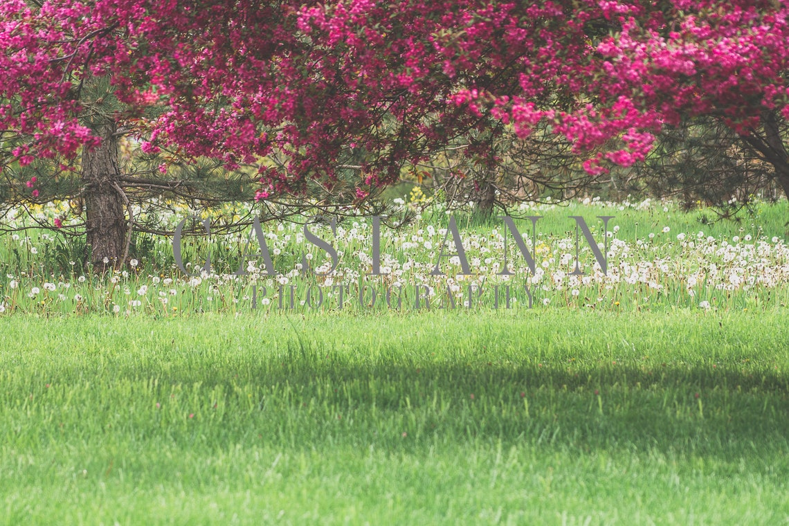 Pink Spring Tree Digital Photography Backdrop Background | Etsy